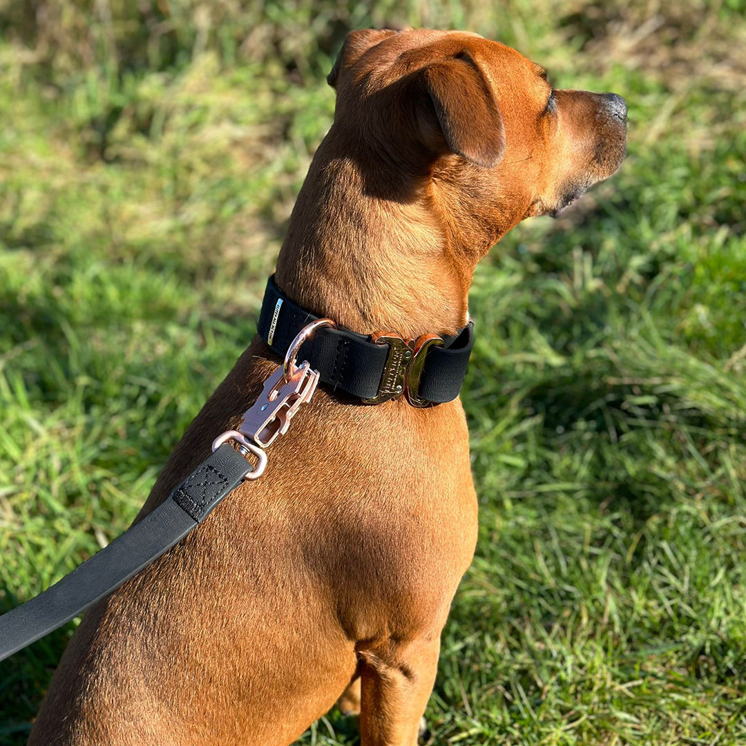 ELITE+® All Action Dog Collar 5cm – Waterproof, Heavy-Duty Bully Breed ...